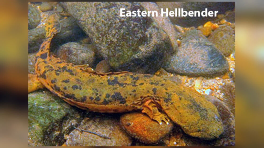 YPCC Swim Team - Our Mascot